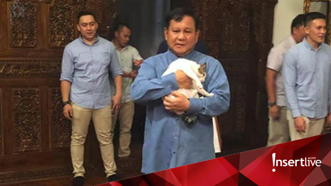 Temani Prabowo, Bobby Kertanegara Resmi Jadi Kucing Istana Negara Temani Prabowo, Bobby Kertanegara Resmi Jadi Kucing Istana Negara