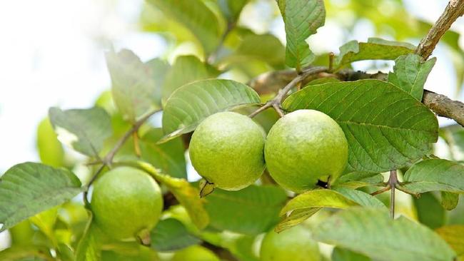 15 Tanaman Buah Cepat Panen yang Mudah Dirawat untuk Pekarangan Rumah