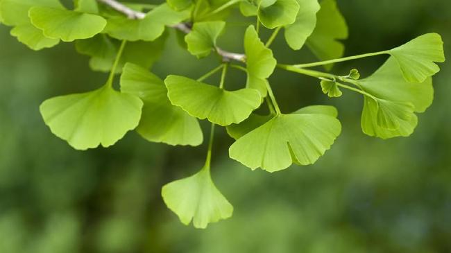 7 Tanaman Herbal untuk Obati Sakit Vertigo, Ramuan Alami yang Bisa ...