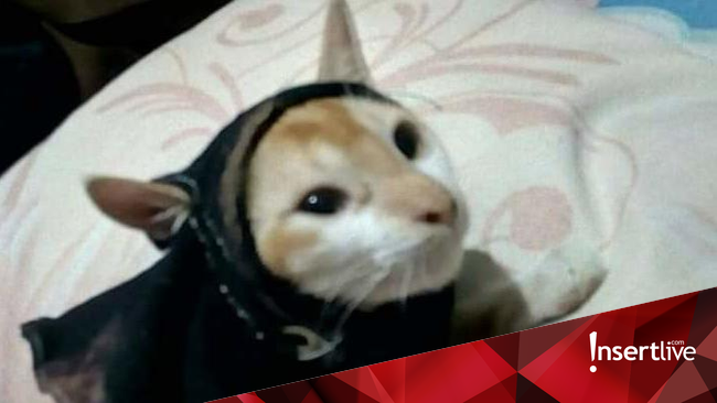 Viral, Ada Toko Online Penjual Jilbab dan Peci Khusus Kucing