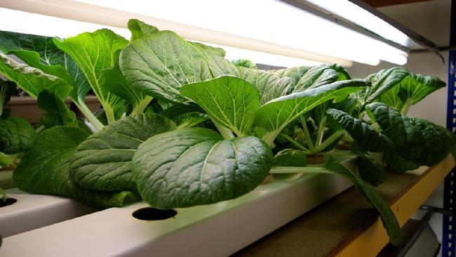 4 Cara Menanam Pakcoy Hidroponik, Bisa Dicoba di Rumah