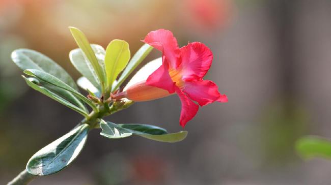Rekomendasi 3 Jenis Bunga Adenium yang Mempercantik Rumah Bunda