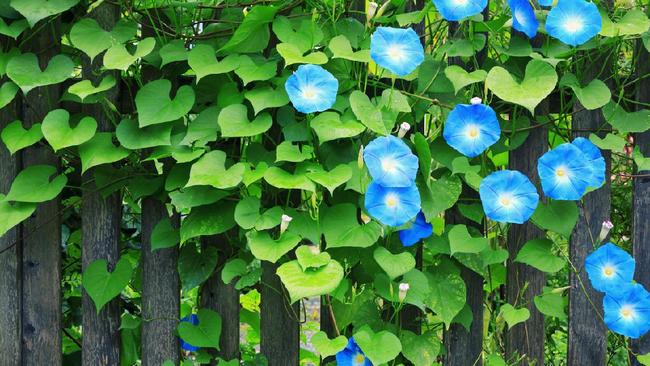 10 Tanaman Hias Merambat di Dinding, Berdaun Lebar dan Kecil