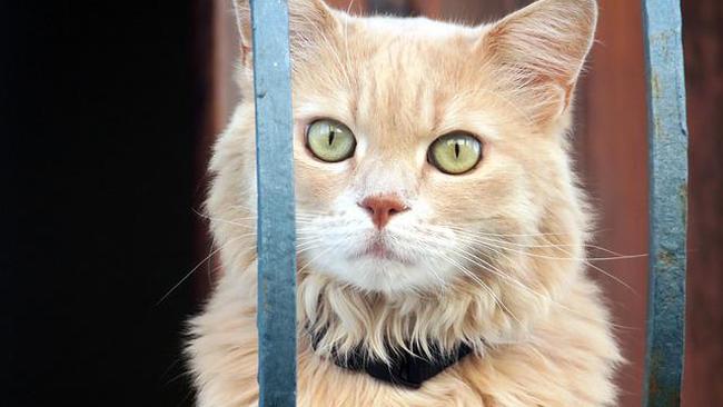 6 Fakta Tentang Kucing Ini Belum Pernah Kamu Dengar, Bikin Geleng ...
