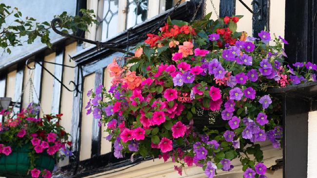 6 Jenis Bunga Geranium, Cara Merawat, dan Manfaatnya