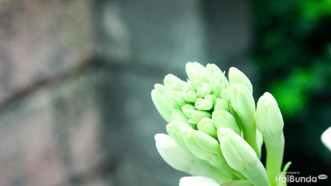 Mengenal Tanaman Hias Bunga Sedap Malam yang Kerap Jadi Hiasan Saat Lebaran