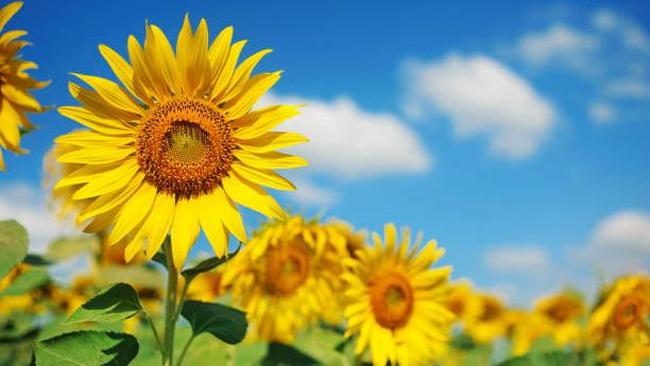 7 Cara Menanam Bunga Matahari di Rumah, Tanaman Hias yang Mudah Dirawat