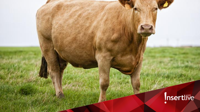 Alasan Sapi Limosin Jadi Pilihan Langganan Artis untuk Kurban Idul Adha