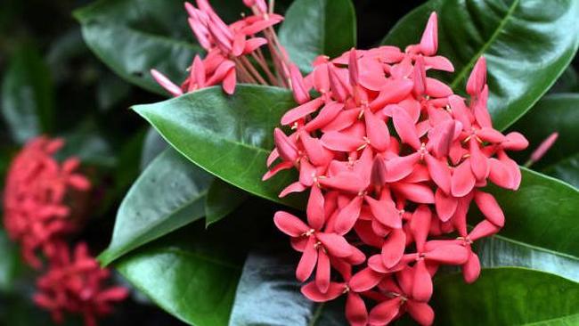 7 Tips Merawat Tanaman Perdu Bunga Asoka untuk Percantik Rumah Bunda