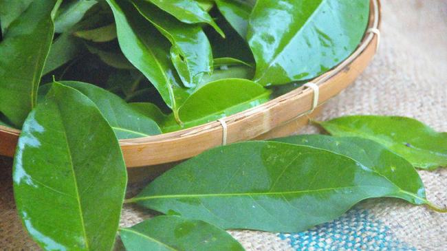 10 Daun Penyedap Alami Masakan, Bikin Harum dan Penambah Cita Rasa