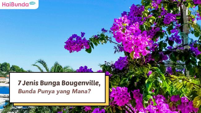 7 Jenis Bunga Bougenville, Bunda Punya yang Mana?