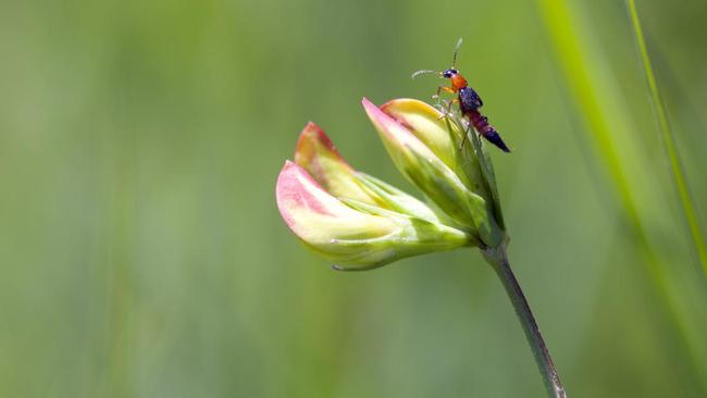 Pertolongan Pertama untuk Mengobati Gigitan Tomcat, Jangan Digaruk