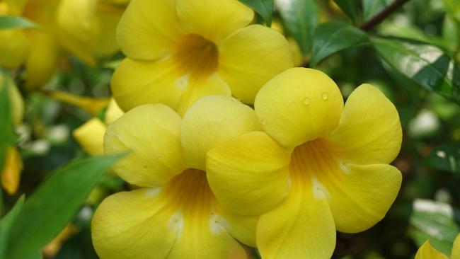 Cara Menanam Tanaman Bunga Alamanda di Dalam Ruangan, Perhatikan 6 ...