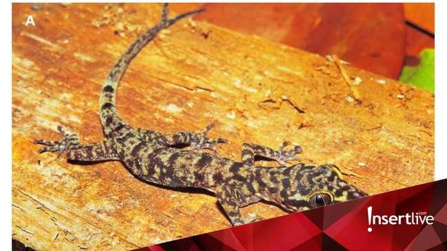 Lirik Lagu Cicak Cicak di Dinding