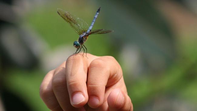 3 Tahap Daur Hidup Capung yang Bisa Diperkenalkan ke Si Kecil