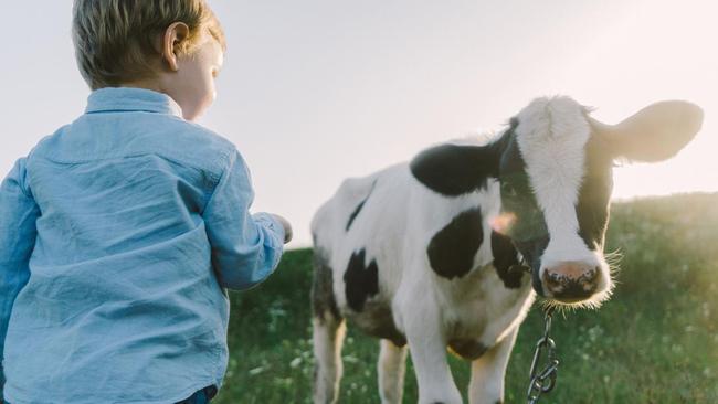 7 Contoh Hewan Ruminansia, Ajak Si Kecil Mempelajarinya