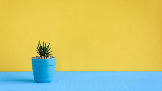 Rekomendasi 5 Tanaman Hias Daun Kuning & Tips Cara Merawatnya