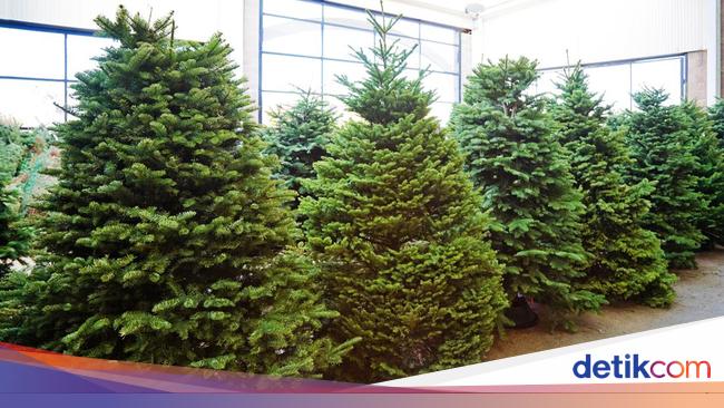 5 Fakta Menarik Pohon Cemara, Ciri, hingga Manfaatnya bagi Kehidupan