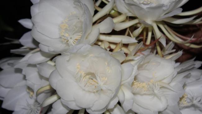 7 Bunga Paling Mahal di Dunia, Ada yang Harganya Tak Terhitung Bun