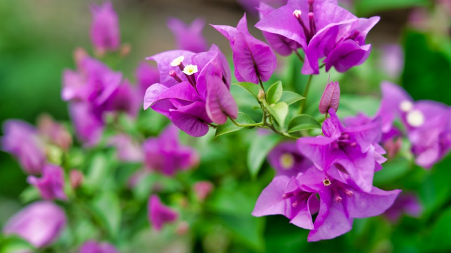 7 Tanaman Rambat Dinding yang Cantik untuk Hiasi Rumah, Jadi Dekorasi Alami