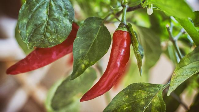 5 Tahapan Cara Menanaman Cabe dari Biji, Cepat Tumbuh Langsung di Tanah