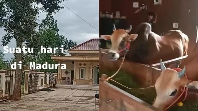 Viral di TikTok! Rumah Mewah di Madura Dijadikan Kandang Sapi, Duh ...