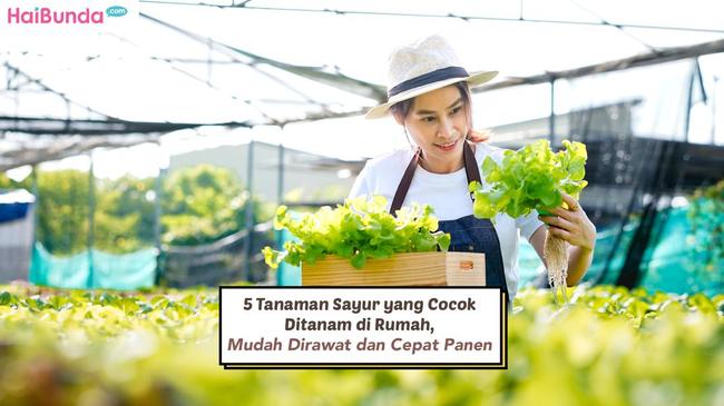 5 Tanaman Sayur yang Cocok Ditanam di Rumah, Mudah Dirawat dan Cepat Panen