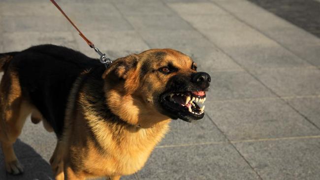 Ramai Kasus Rabies, Ini Ciri-ciri Hewan Terkena Rabies Termasuk Anjing