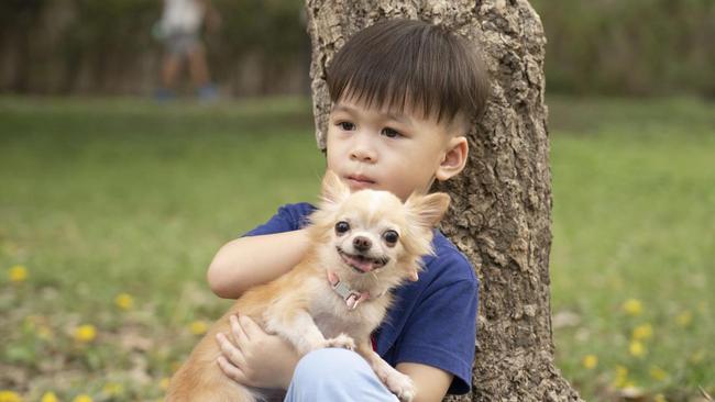 Bahaya Anak Digigit Anjing Rabies, Berapa Lama Gejala Muncul?