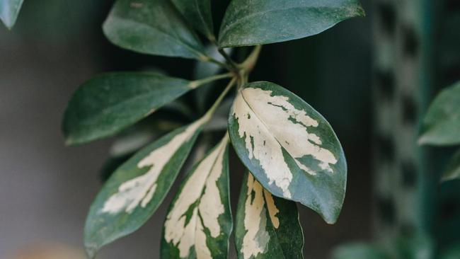 Dipercaya Membawa Keberuntungan, Ini Fakta Mengenai Tanaman Walisongo