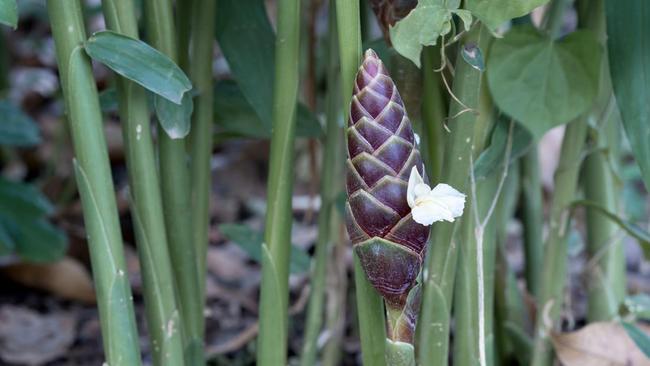 Mengenal Bangle, Tanaman yang Dipercaya sebagai Peluruh Lemak