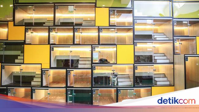 Hotel Bintang 5 untuk Anjing Kesayangan