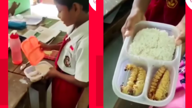 Ramai di Medsos Anak SD Membawa Bekal Ulat Sagu ke Sekolah, Ternyata Kaya Gizi