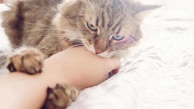 Bahaya dan Pertolongan Pertama Anak Digigit Kucing