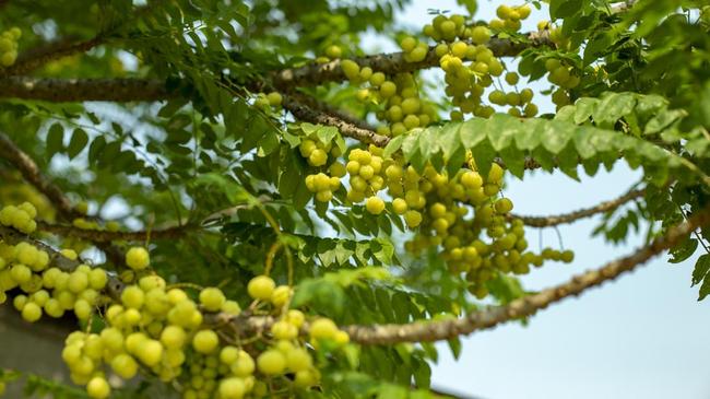 9 Manfaat Buah Cermai yang Tidak Terduga, Bisa Mempercantik Kulit