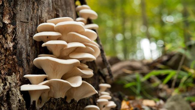 5 Jamur Paling Langka yang Pernah Ditemukan di Alam, Bunda Pernah ...