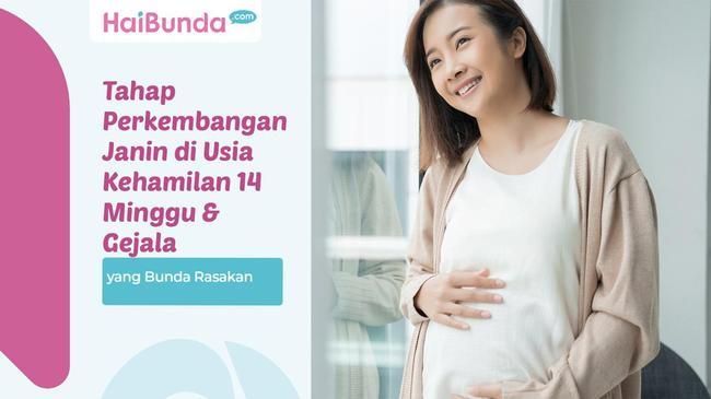 Tahap Perkembangan Janin di Usia Kehamilan 14 Minggu & Gejala yang ...