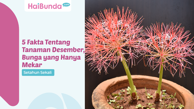 5 Fakta Tentang Tanaman Desember, Bunga yang Hanya Mekar Setahun Sekali