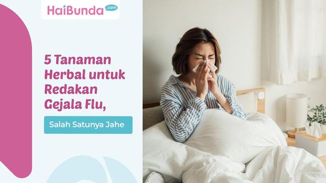 5 Tanaman Herbal untuk Redakan Gejala Flu, Salah Satunya Jahe