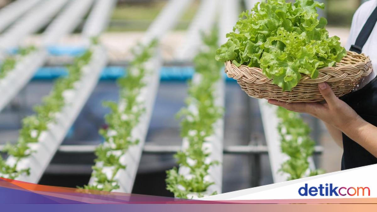 Cara Menanam Hidroponik untuk Pemula, Ini Alat dan Bahan serta Cara Kerjanya