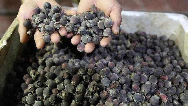 Mirip Blueberry! Intip 5 Fakta Kemunting, Buah Beri Asli Indonesia yang ...