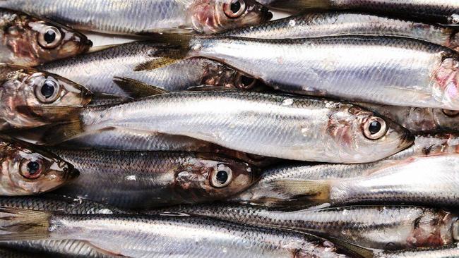 Jenis Ikan Tinggi Purin yang Pantang Dikonsumsi Penderita Asam Urat