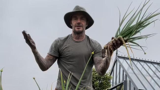 5 Potret David Beckham Beternak Ayam & Berkebun, Panen Bawang untuk ...