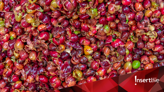 Kulit Kopi dan Pala Bisa Jadi Minuman Penjaga Kesehatan Mental