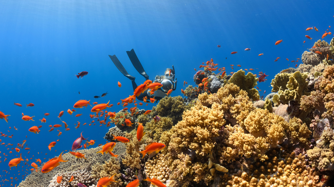 10 Spot Diving Terbaik di Indonesia yang Telah Mendunia, Sajikan ...