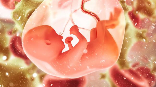 Kenali Apa Itu Plasenta, Fungsi, Gangguan yang Dapat Terjadi hingga ...