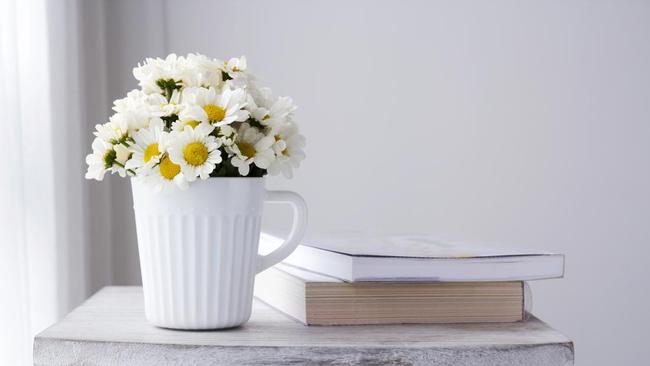 7 Fakta Menarik Bunga Daisy yang Penuh Arti dan Simbol