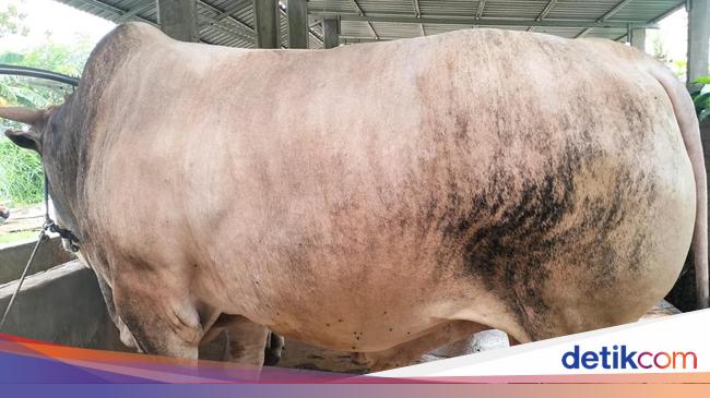 Presiden Prabowo Kurban Sapi Simental Bobot 1 Ton di Palu Sulteng