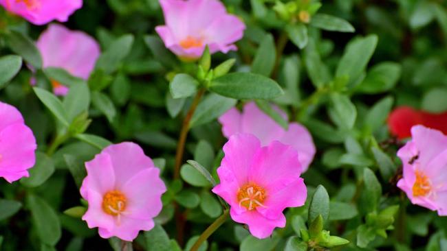 Deretan Tanaman Bunga Hias yang Mekar pada Pagi Hari