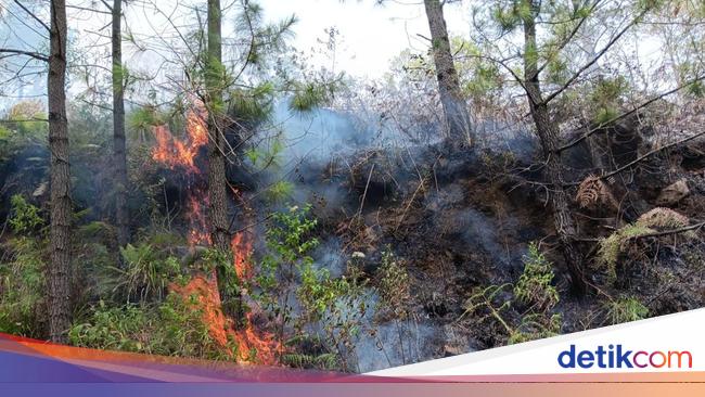 100 Hektare Lahan di Samosir Terbakar, Diduga Akibat Puntung Rokok
